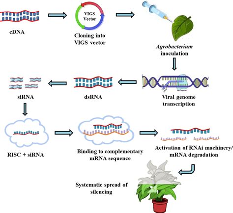 Basic Schematic Representation Of The Virus Induced Gene Silencing Download Scientific Diagram