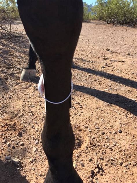 Microcurrent Therapy