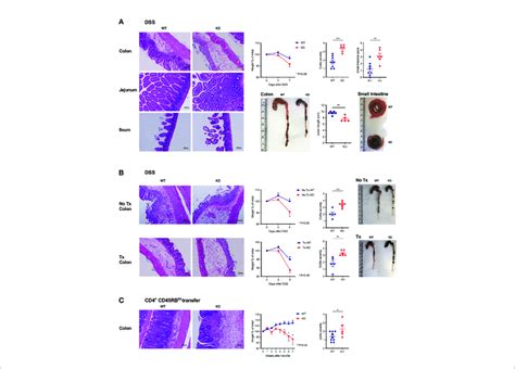 Cd5 Kd Exacerbates Colitis By Modifying The Function Of Effector T