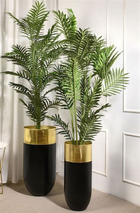 Pin On Indoor Houseplants