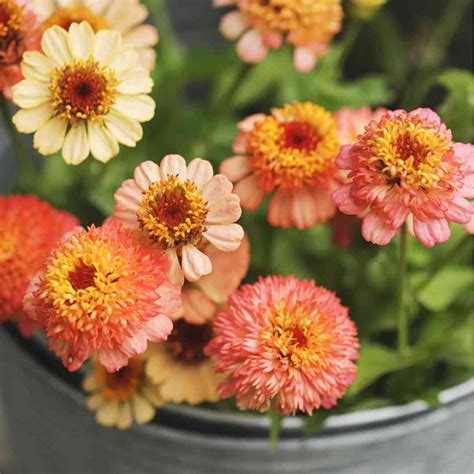 Zinnia Seeds Zinderella Peach Circle Farms Canada