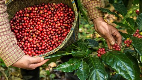 Eudr What About Listed Products That Do Not Contain Listed Commodities