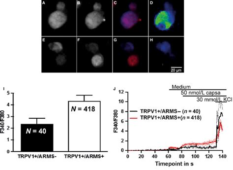 Results Of Combined Calcium Imaging And Immunocytochemistry Experiments