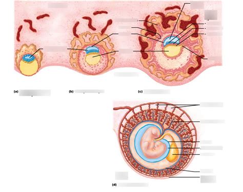 Events Of Placentation Early Embryonic Development And Extraembryonic