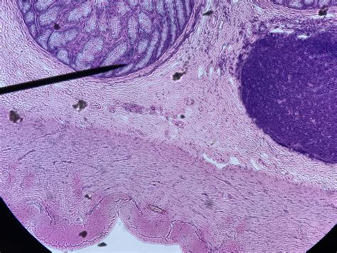 Colon Histology