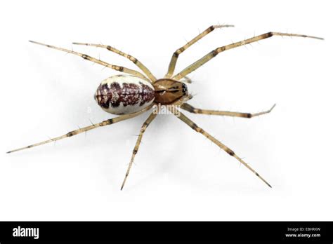 A Female Common Hammock Weaver Linyphia Triangularis Spider On A White Background Part Of The