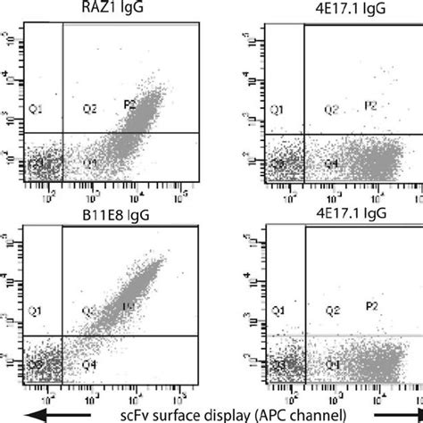 Amino Acid Sequence Alignment Of Cross Serotype Binding Antibodies The