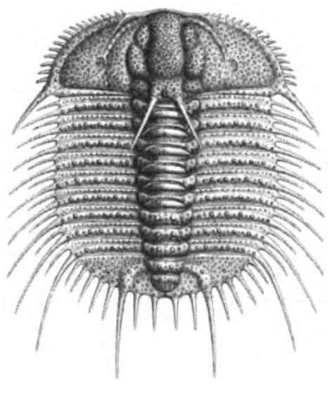 Trilobit Odontopleura Ovata Silur Čr Aukro