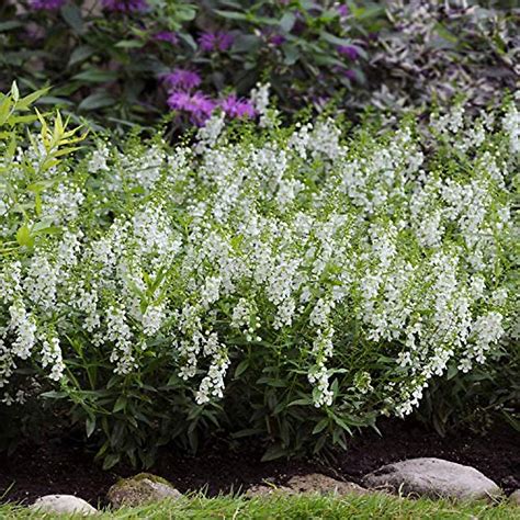 Angelonia Serena White Seeds Heat Resistant Summer Flowers