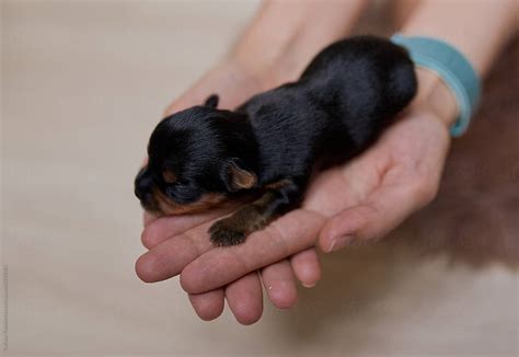 Newborn Chorkie Puppies