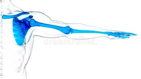 Human Skeleton System Upper Limbs Bone Joints Anatomy Stock