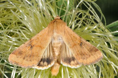 Corn Earworm Cew Trapping Updates Purdue University Vegetable Crops