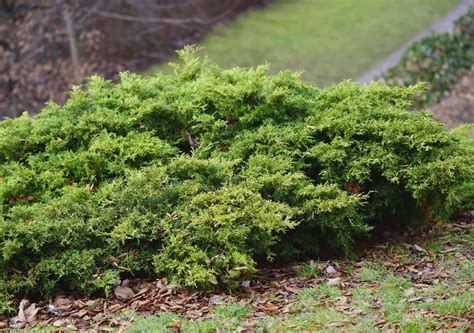 Propagate Juniper Ground Cover At Gemma Sanchez Blog