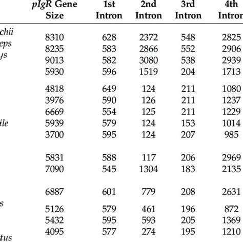 The Polymeric Ig Receptor Pigr Gene Size And Intron Length Nt In