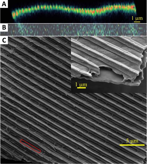 Uncovering Hidden Dynamics Of Natural Photonic Structures Using