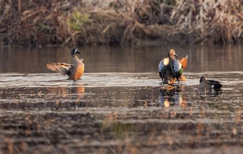 Blue Winged Teal Identification Habitat Migration And Facts Wild Bird Journal