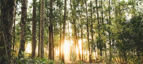 Unexpected Lessons Testers Can Learn From Nature Calleo Software
