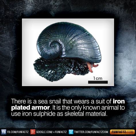 Iron Plated Armor The Amazing Sea Snail