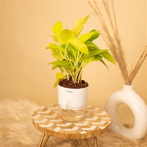 Kyari Golden Money Indoor Plants For Living Room Live Plants Plants With White Pot For Home