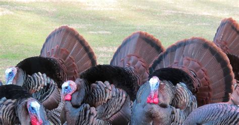 Blue Jay Barrens Wild Turkeys Toms And Bearded Hens