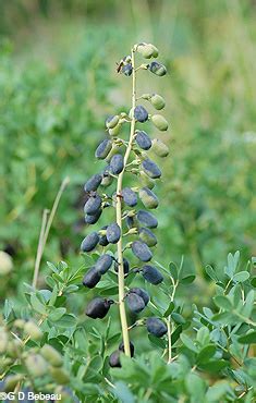 White False Indigo White Wild Indigo Baptisia Alba L Vent