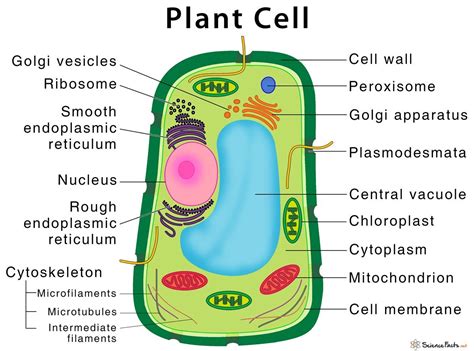 Vacuole Function In Plant Cell Ingrid Has Santos