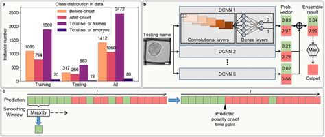 An Ensemble Deep Learning Approach To Predict Embryo Polarization From