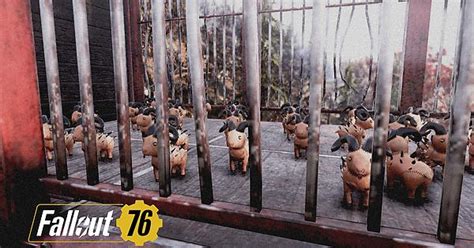 I Caught The Sheepsquatch Album On Imgur