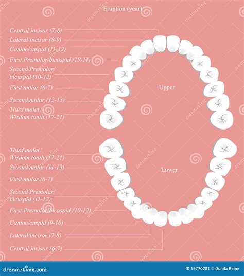 Adult Dental Chart Stock Vector Illustration Of Dentist 15770281