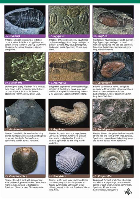 Fossils Guide Field Studies Council