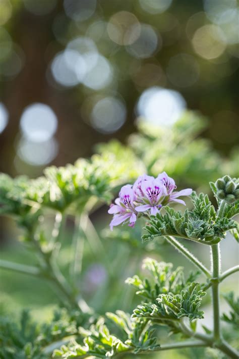 Aromatik Süs Bitkileri Yağlar Meyveler Innkaya