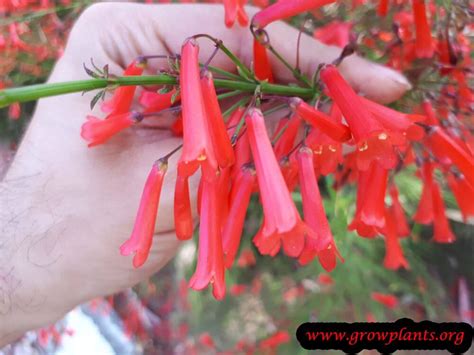 Firecracker Plant How To Grow And Care