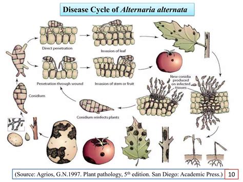 Biological Control Of Alterneria Alternata Pptx