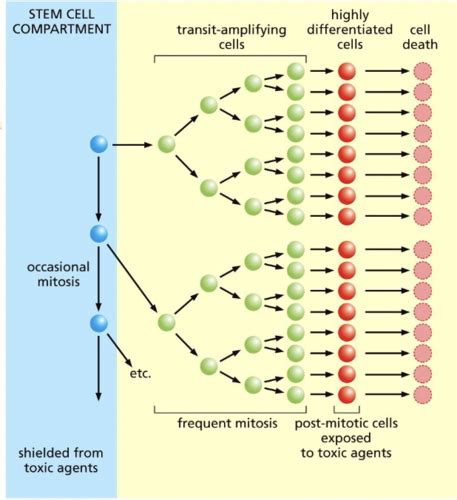 Hsci 305 Lec 37 Maintenance Of Genomic Integrity Flashcards Quizlet