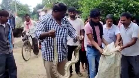 Uttar Pradesh Feet Long Python Rescued By The Forest Department In Etawah