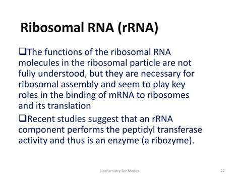 Ppt Rna Tertiary Structure Powerpoint Presentation Free Download Id 2109713