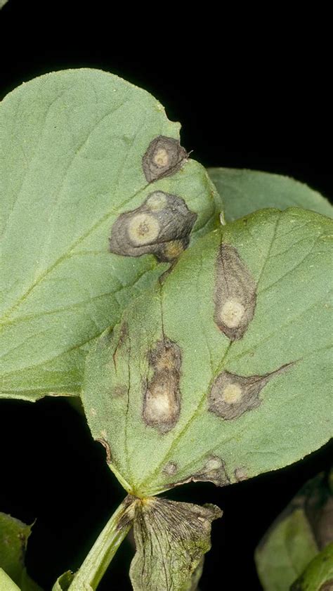 Pea And Bean Diseases