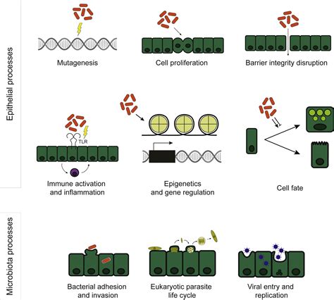 Organoids And Organs On Chips Insights Into Human Gut Microbe Interactions Cell Host And Microbe
