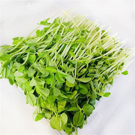 Fresh Snow Pea Sprouts 160g Umall Sydneys Largest Online Asian