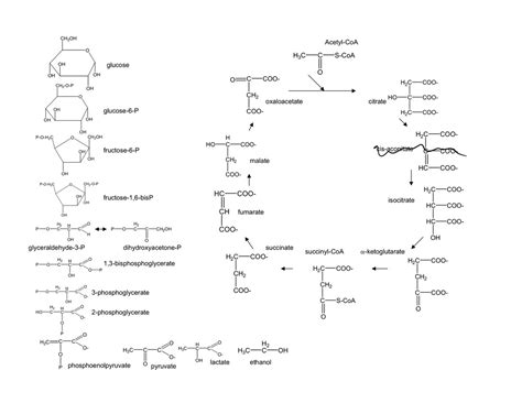 Exam 3 Module 10 Tca Cycle Diagram Quizlet