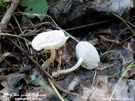 Світ грибів України Clitocybe Dealbata