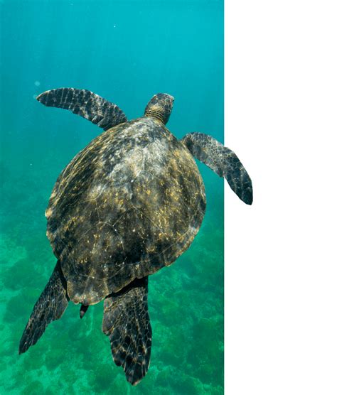 7 Secrets Of Galapagos Green Sea Turtles Myths Vs Reality