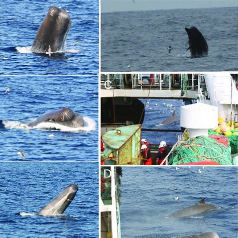 Examples Of Whale Behaviors A And B Sperm And Northern Bottlenose Download Scientific