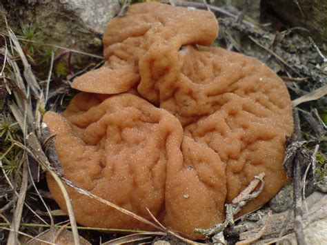 Hongos De America Y Otros Continentes Hongos Del Genero Gyromitra En