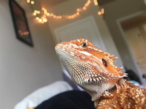 399 Best Samwise Images On Pholder Lotrmemes Lotr And Aww