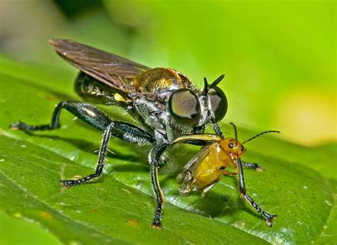 Predation Insect Week