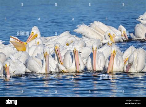 American White Pelican Pelecanus Erythrorhynchos Flock Of Adults