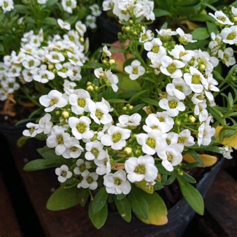 Álisso Características E Dicas De Como Cuidar