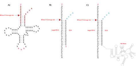 External Guide Sequences A Representation Of Precursor Trna A