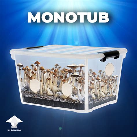 Monotub Gallery On Shroomok